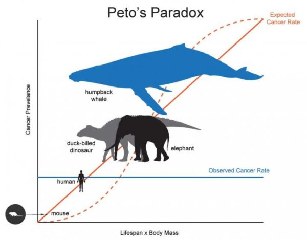 PETO 'S PARADOX
